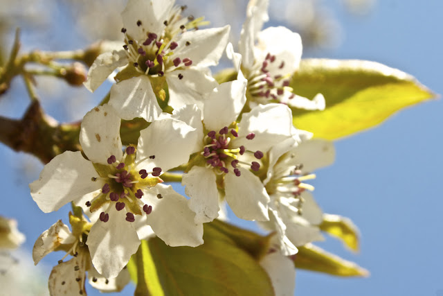 Flora Urbana: Mini-poires de Chine