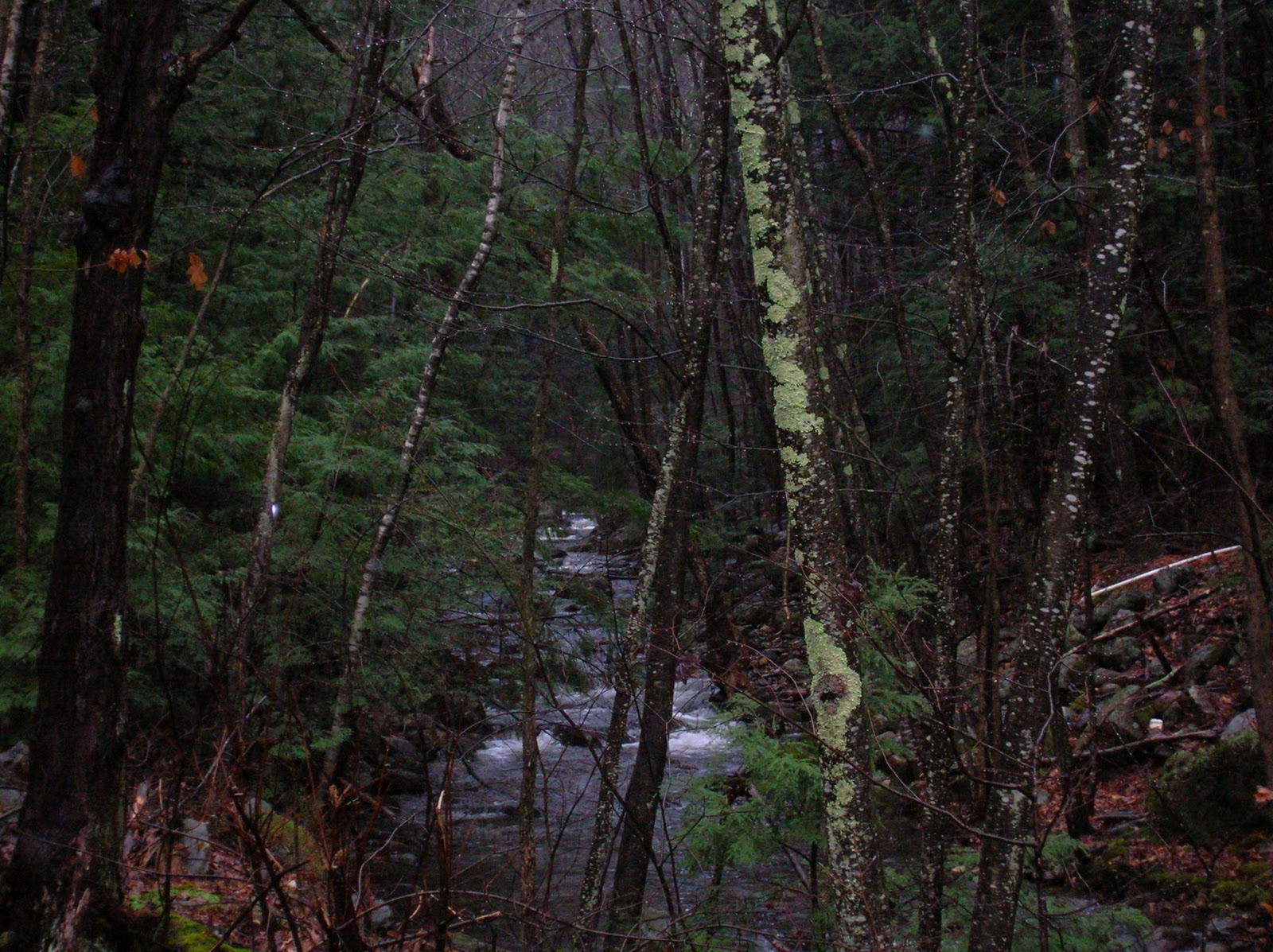 Small Stream Reflections: December 2011