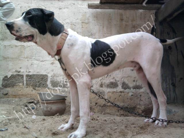 Pakistani Dog photos and Videos: Pakistani Bully Dog