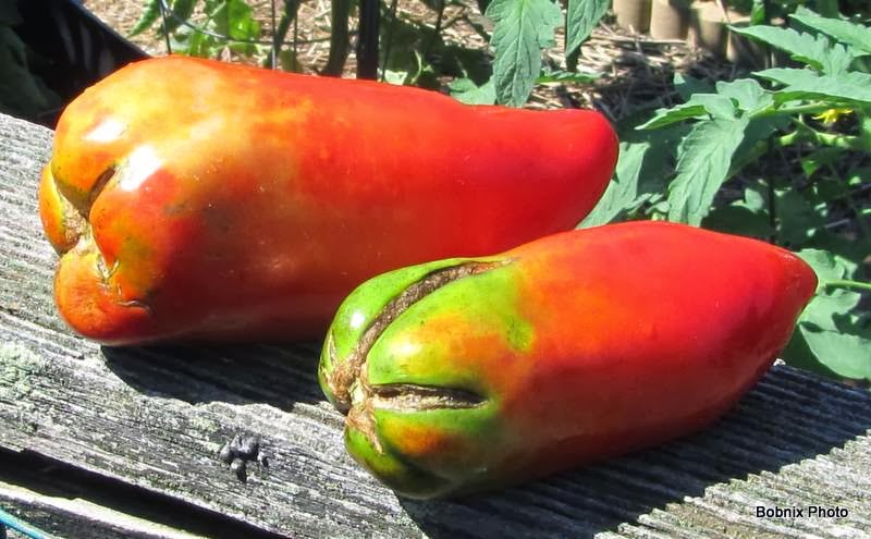 Blog of an Ancient Gardener: Tomato Patch: Grandpa Henry’s paste tomato