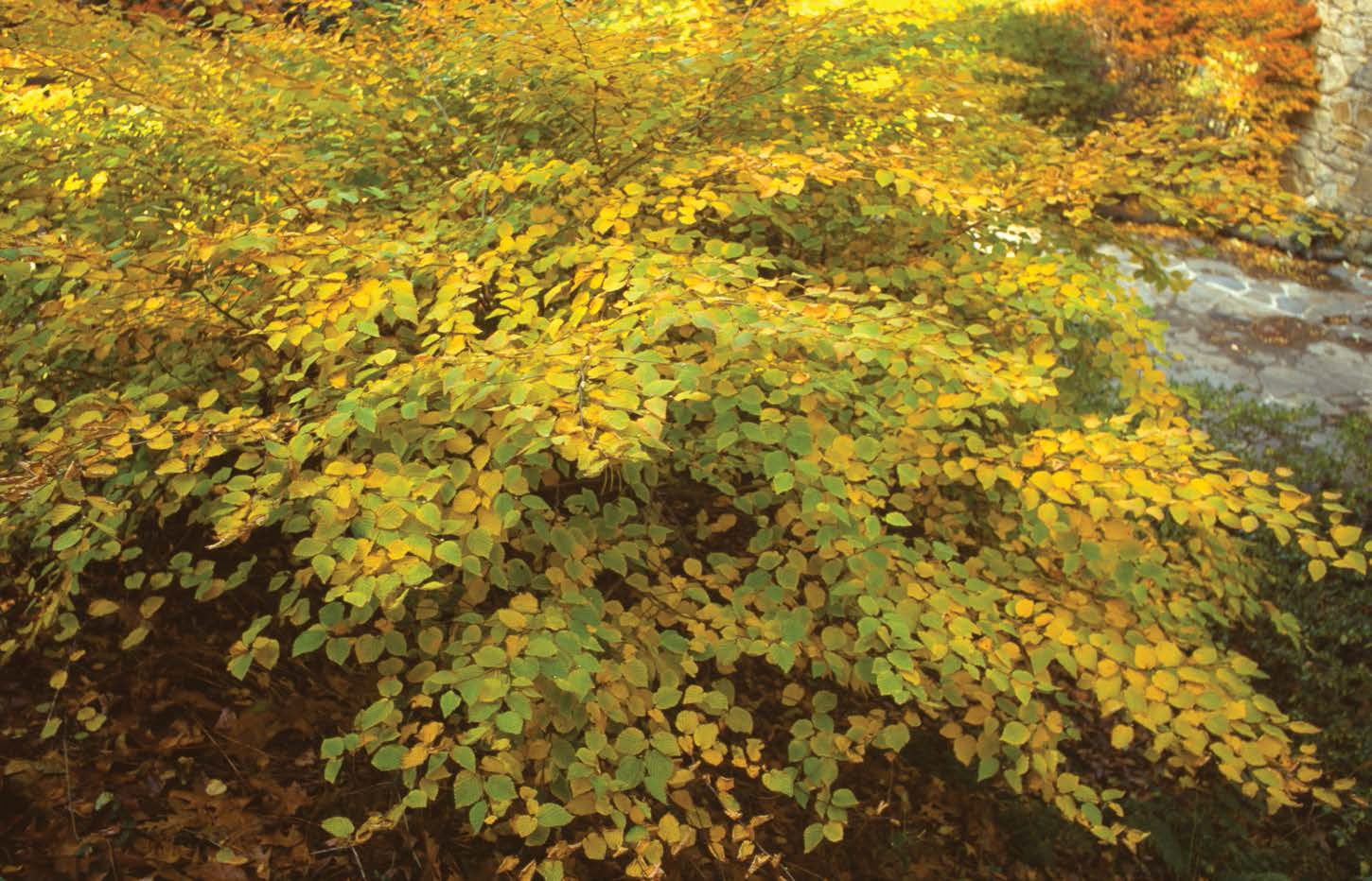 Buttercup winterhazel (Corylopsis pauciflora)