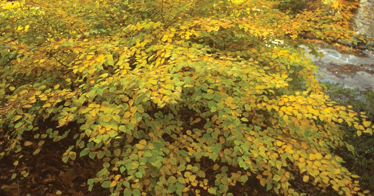 Buttercup winterhazel (Corylopsis pauciflora)