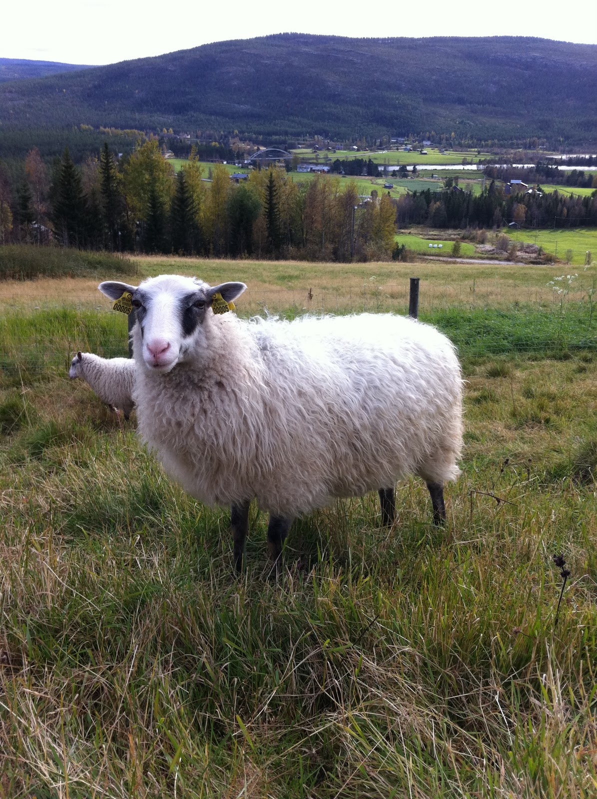 Lykkesau - Om sau, ull og livskvalitet: Sauegalleri