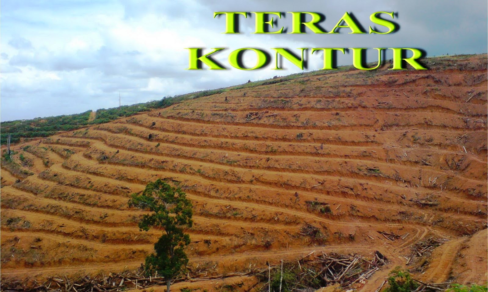 Pembuatan Teras dan Pemancangan Tanaman Kelapa Sawit ~ Kelapa Sawit