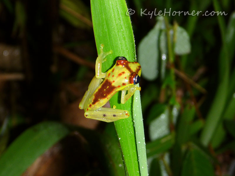 Kyle Horner Nature Blog: March 2012