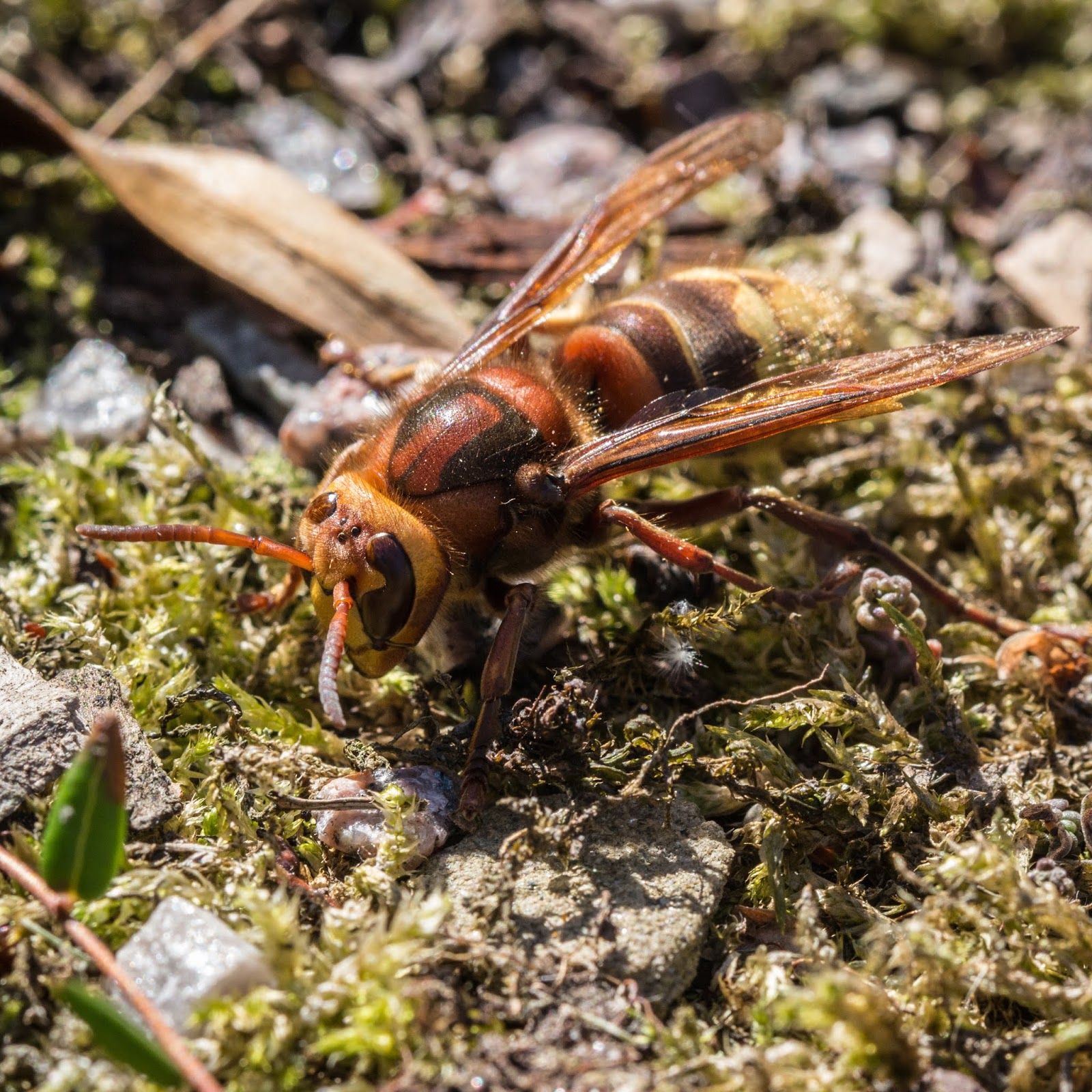 TrogTrogBlog: Northumbrian hornet
