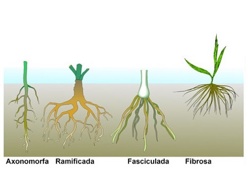 tipo de raíces: tipo de raíces
