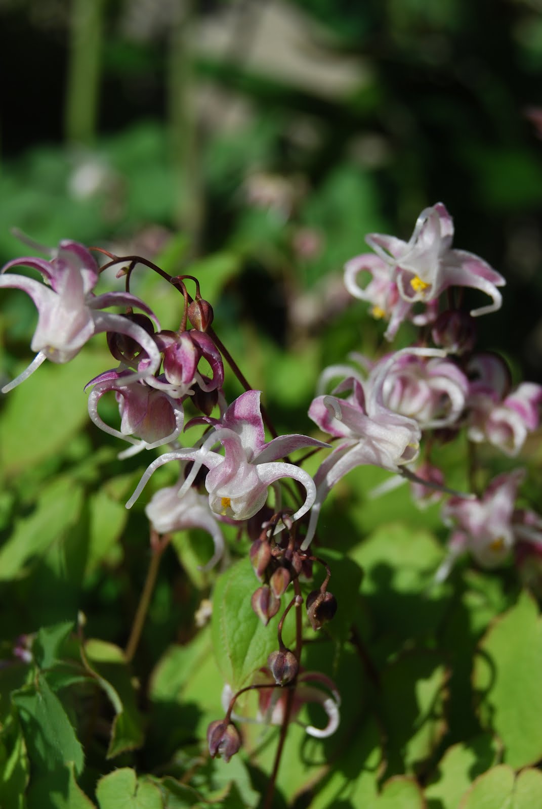 Thursday Garden Review: The Genus Epimedium | Teza's Hortus Magnificum