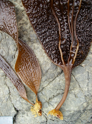 a wilderness journal: Incredible plants: Costaria costata