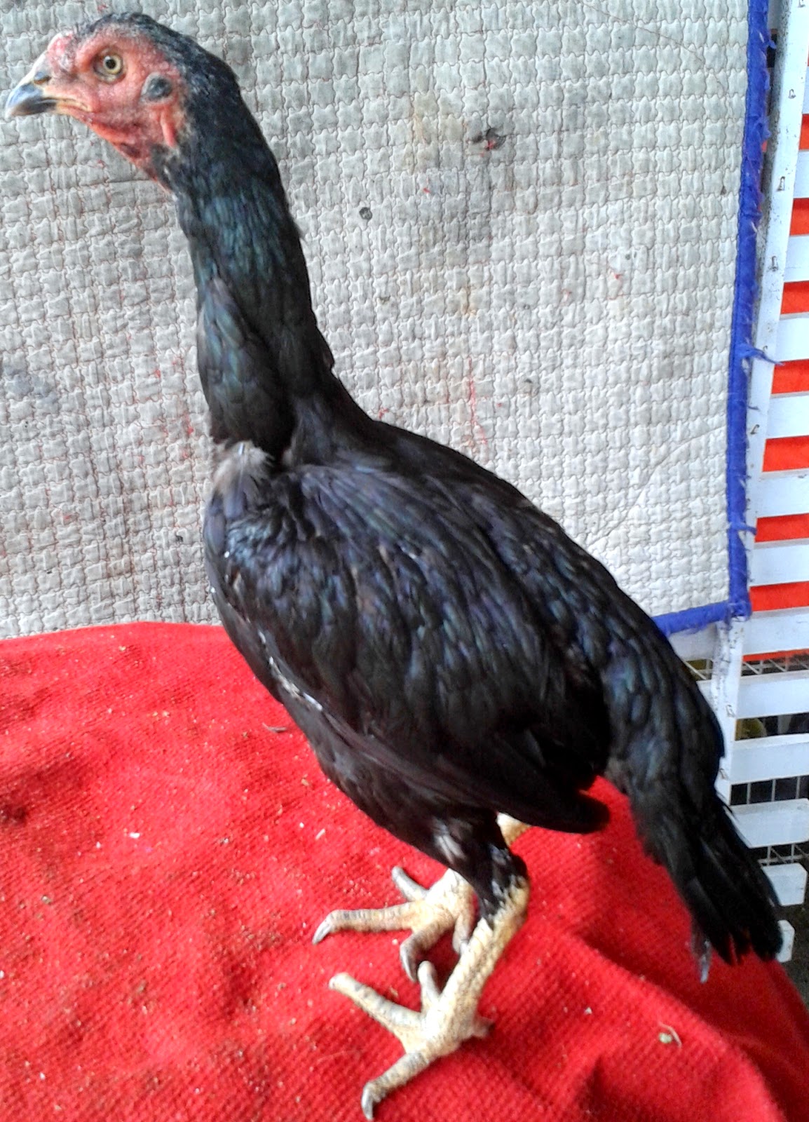 AYAM LAGA NO1 THAI: IBU