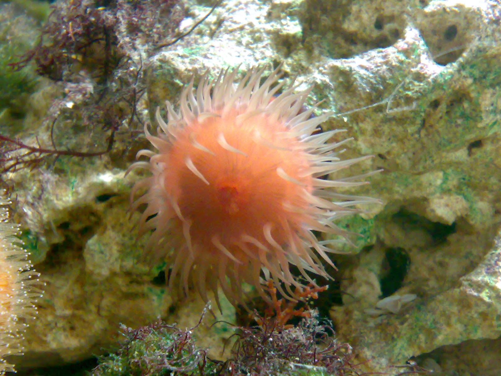 aqua-biotopes: Saltwater Biotope Aquarium