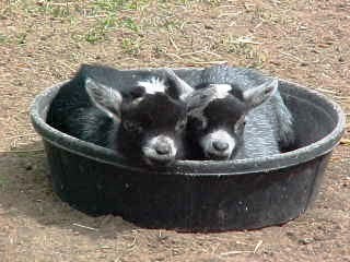 Nesting Notions: Getting my goat(s)