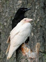 TRANSCEND IN LOVE: White Raven