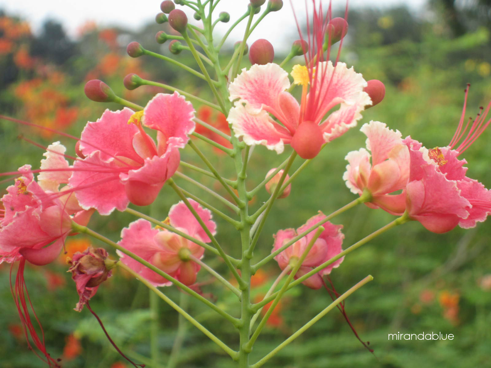Live in the Moment: Pink Dwarf Poinciana
