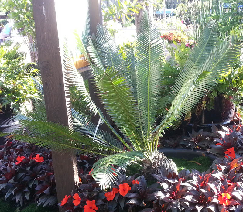 The Gardening Me: Aaaand.....we're back!