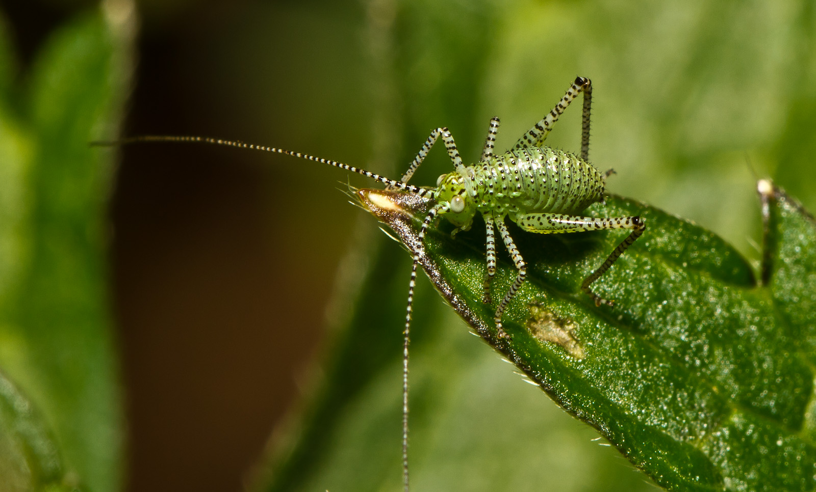 Focus On Wildlife: Speckled Bush Cricket