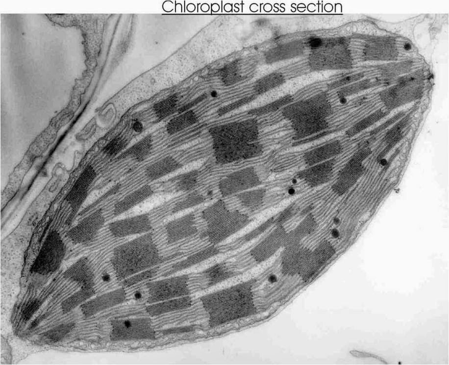 Arcón de ciencias: FOTOGRAFÍAS DE ORGÁNULOS CELULARES AL MICROSCÓPIO ...