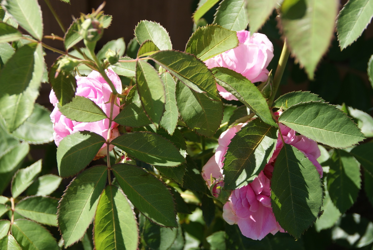 Organic Garden Dreams: June Roses