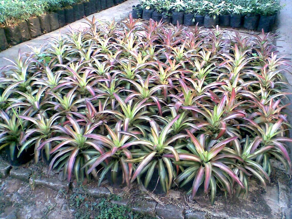 Berbagi Dari Balik Hijab: TAMAN BUNGA BROMELIA