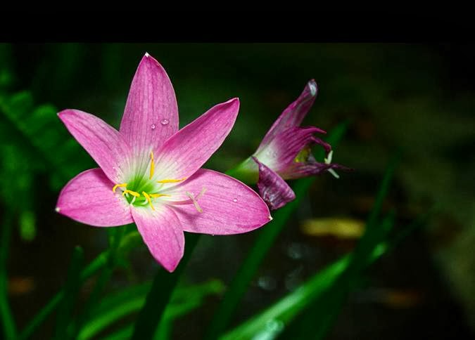 Flower Zephyranthes Rosea Flowers - Flowerspad