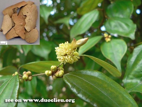 Lindera root (Wuyao)-Lindera strychnifolia- Radix Linderae-Spicebush root