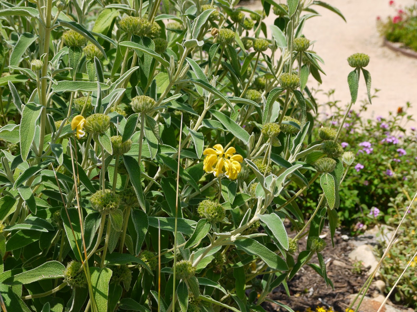 Zinnia Design: Gardening by Color