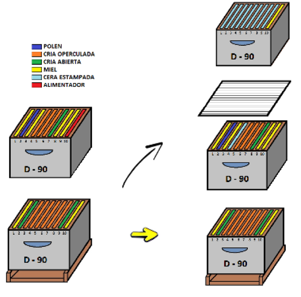 CORONA APICULTORES: DESARROLLO DE COLMENAS A PARTIR DE UN NUCLEO