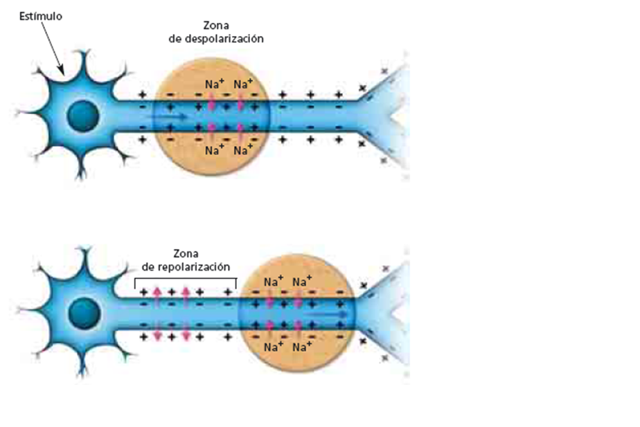 EL SISTEMA NERVIOSO: Coordinación y relación: LA NEURONA