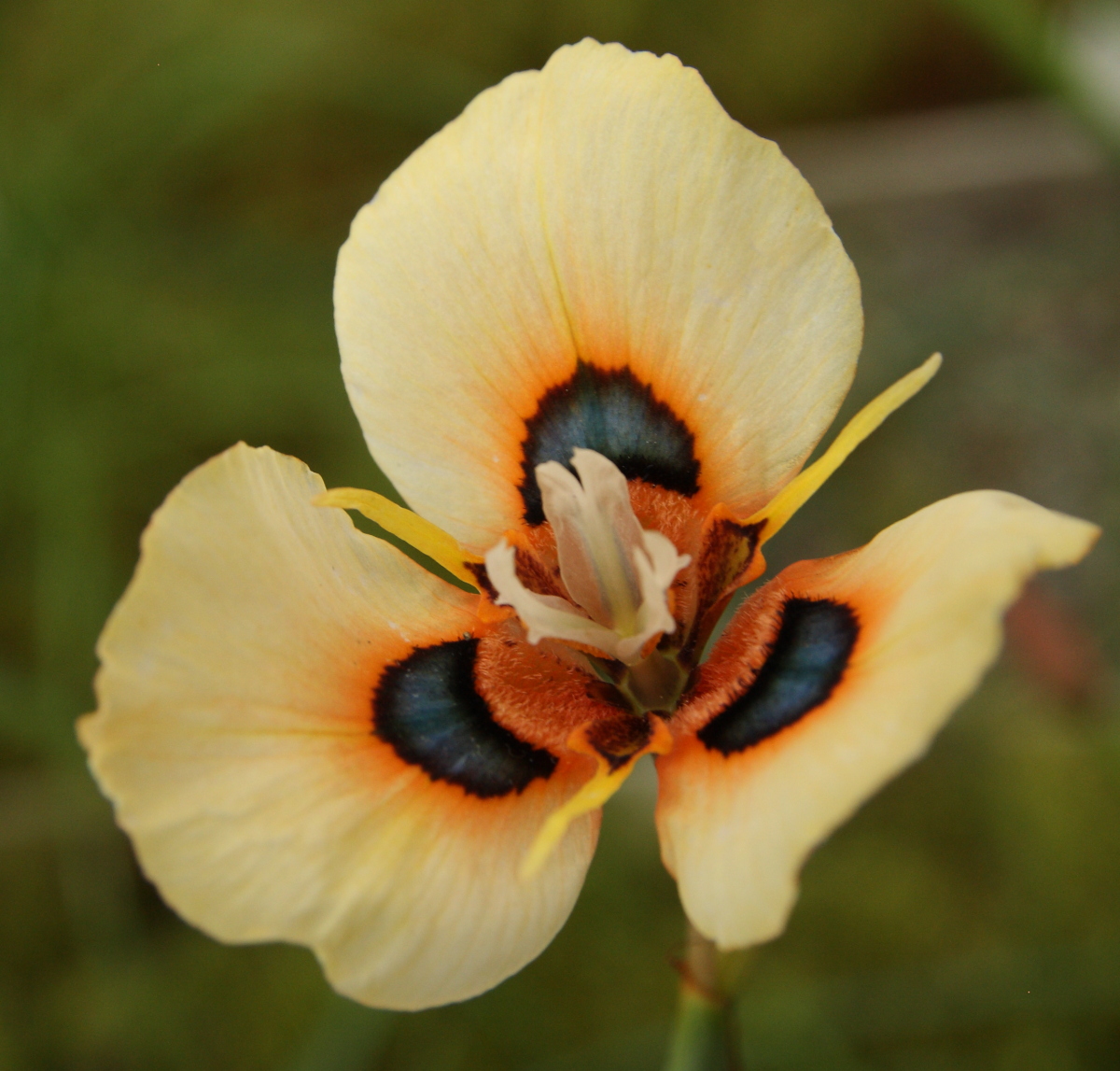 Growing Cool Plants: Moraea MM 13-145