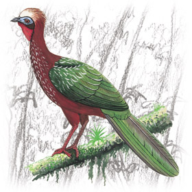 Pássaros e Aves da Família Cracidae