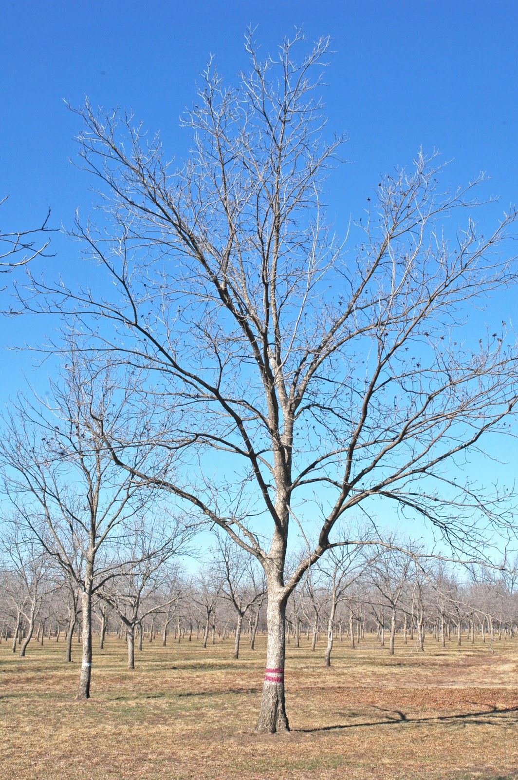 Northern Pecans: Tips for cutting pecan scionwood