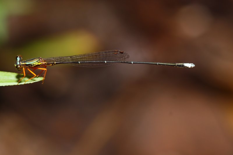 Dragonflies & damselflies of Thailand: 61. Copera vittata vittata ...