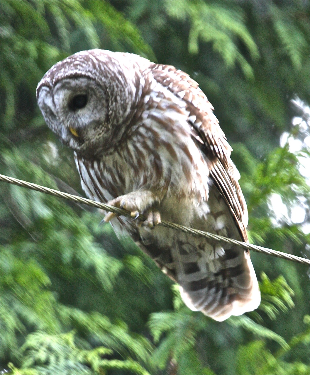 Union Bay Watch : Where Owls Share the Woods