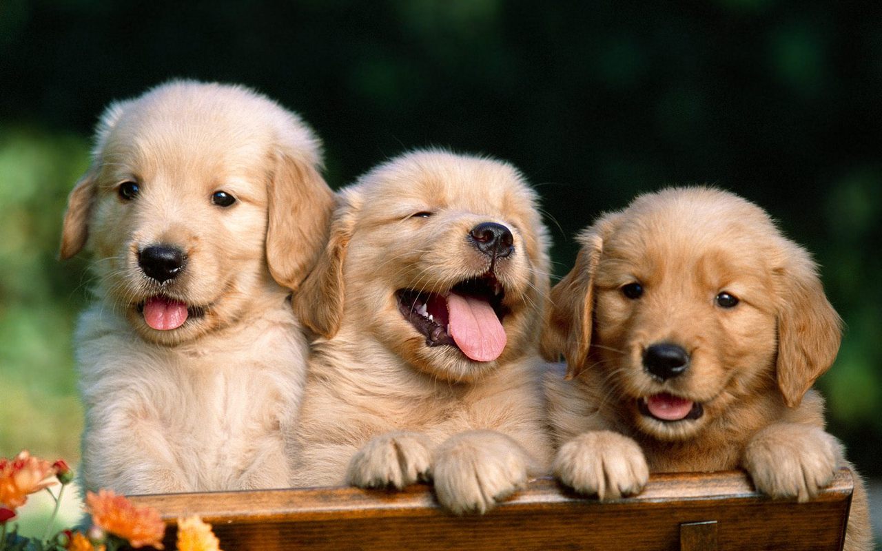 Fotos de Perros - Imágenes de Perros - Fondos de Pantalla