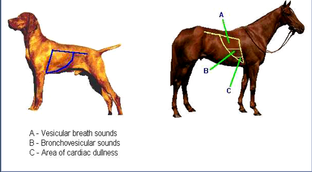 Teknik Operasi Thoracocentesis pada Hewan (Bedah Thoraks) - Mydokterhewan