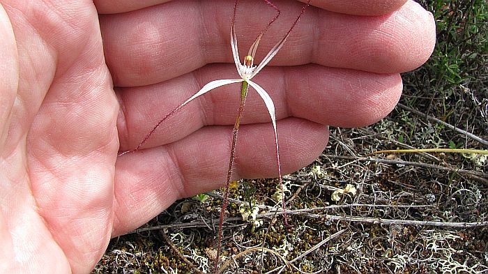 Esperance Wildflowers: Caladenia microchila - Western Wispy Spider Orchid