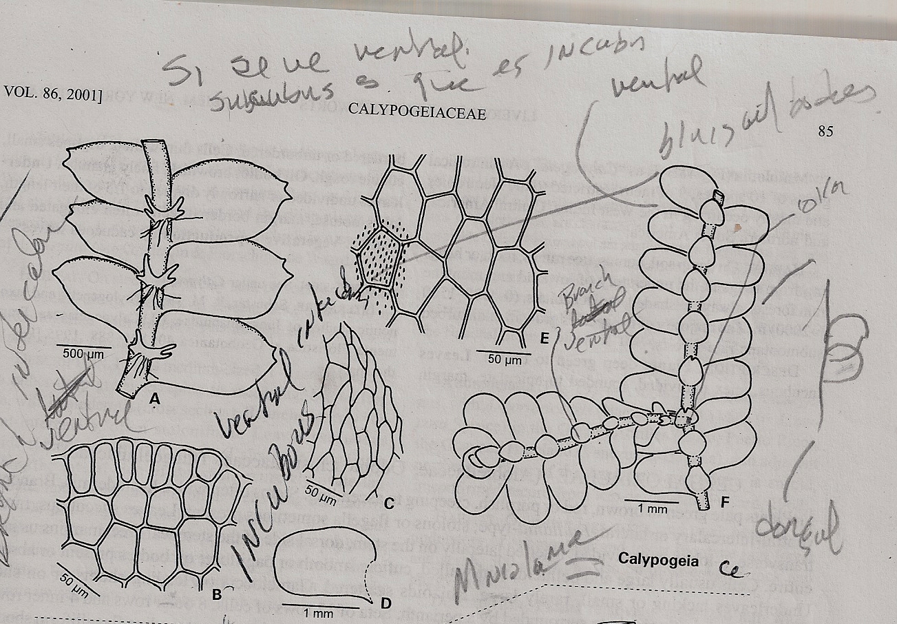 Flora de Puerto Rico Ilustrada Papo Vives: HEPÁTICA FOLIOSA CALYPOGEIA ...
