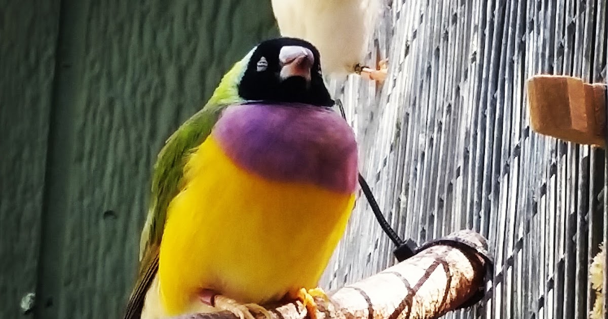 Happy Bird Place Finch and Grasskeet Blog: Breeding season ending. Time ...