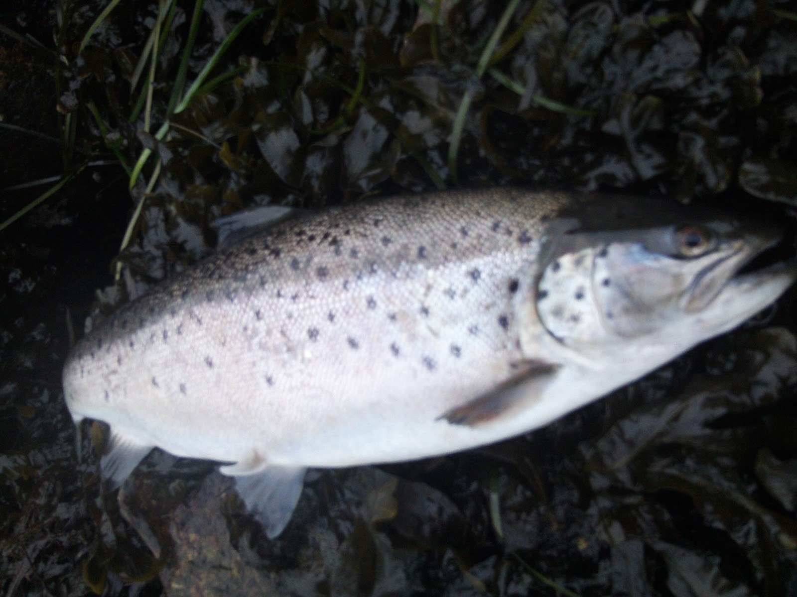 Fantastisk dag ved Sluseholmen