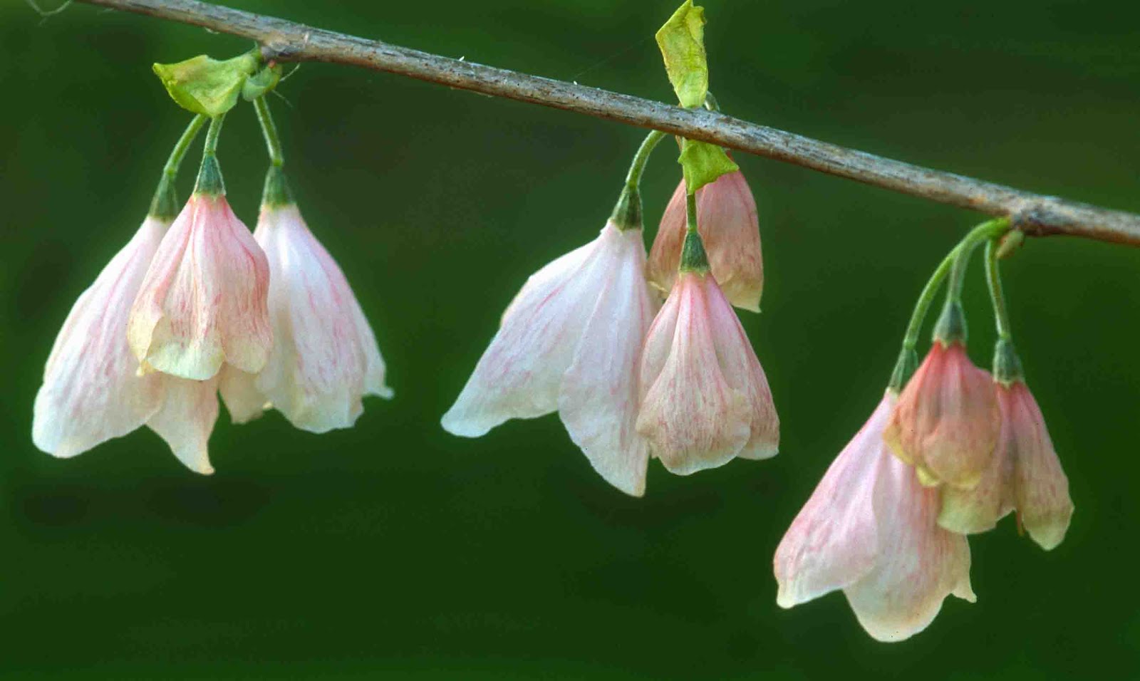Kentucky Native Plant and Wildlife: Plant of the Week: Carolina ...