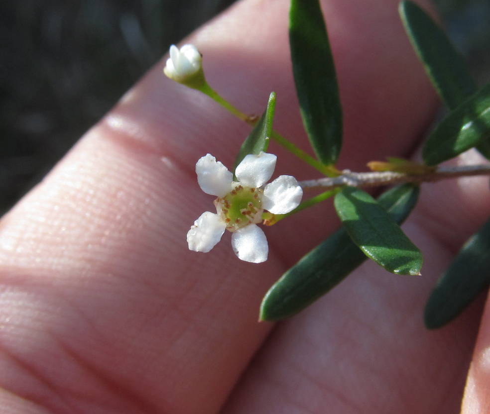PhyloBotanist: Field trip to Kioloa