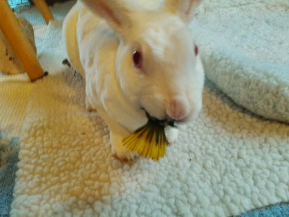 Life with Reno Rabbits