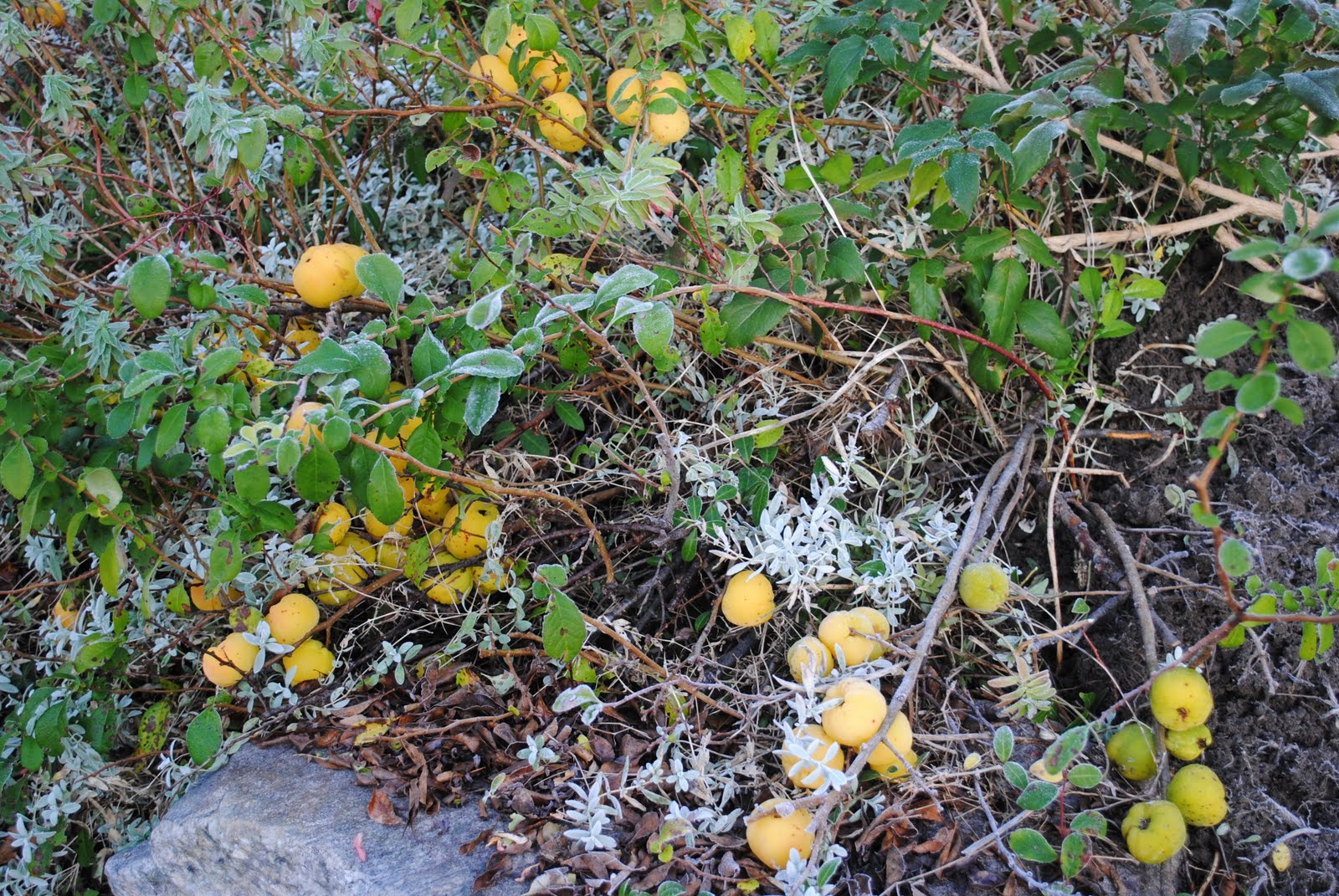 Hagekroken: Kvede- og eplesyltetøy