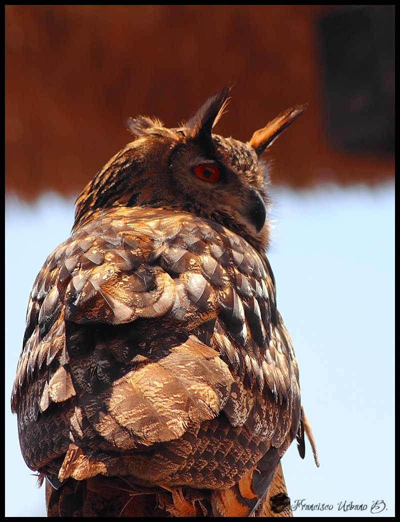 El Rincon De Fuerteventura "F.U": De Sangre Azul