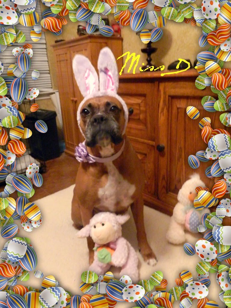 Matilda's Boxer Banter: The Easter Boxers are here!