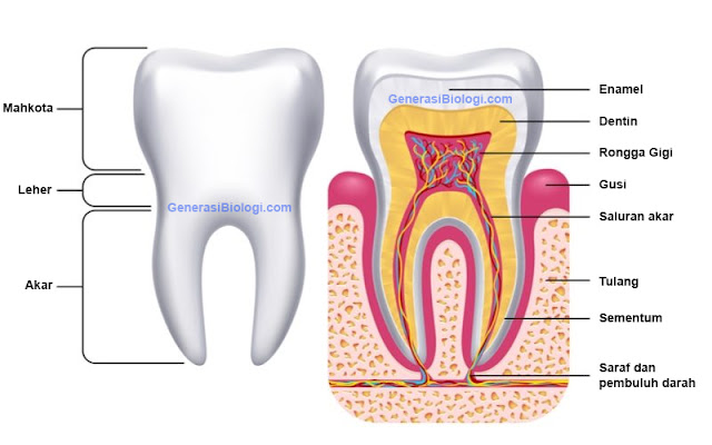 Struktur, Anatomi, Fungsi dan Rumus Gigi Manusia - Biologizone