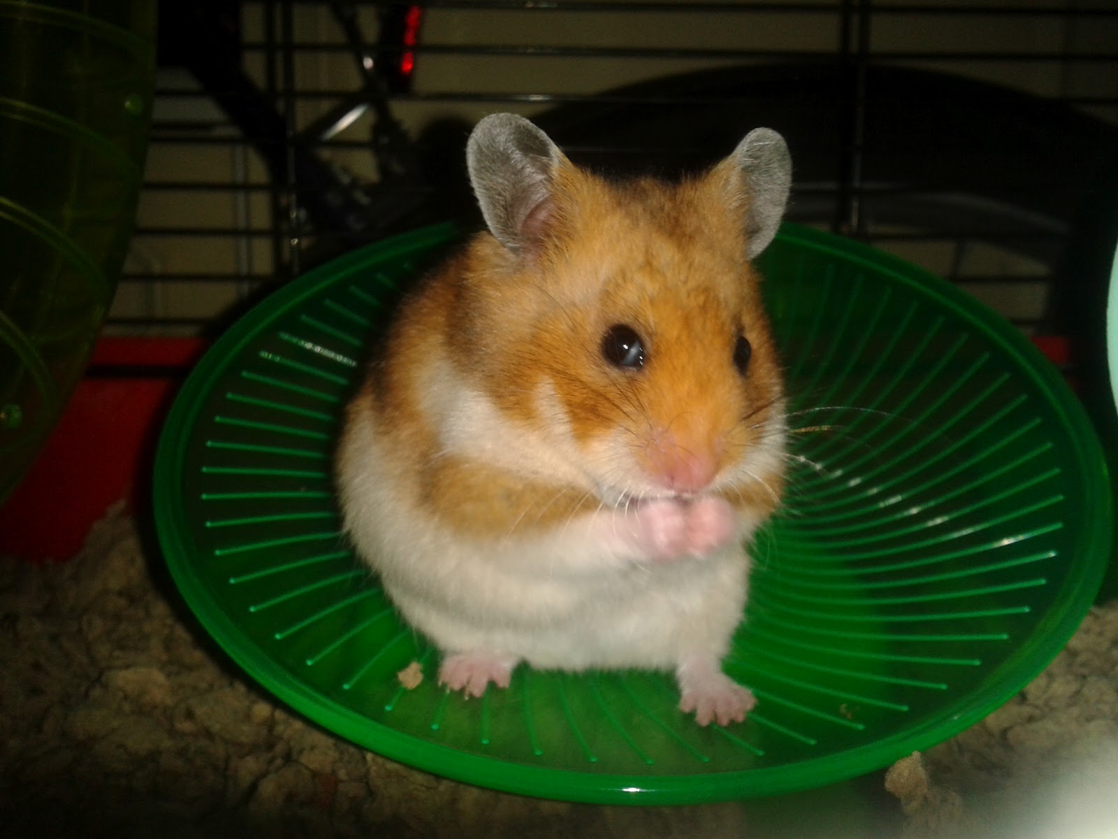 The life of one Dani G: Hamster Profile