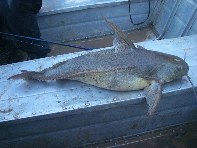 ANGLINGFRONTIERS.COM: FISH SPECIES OF THE BOLIVIAN AMAZON