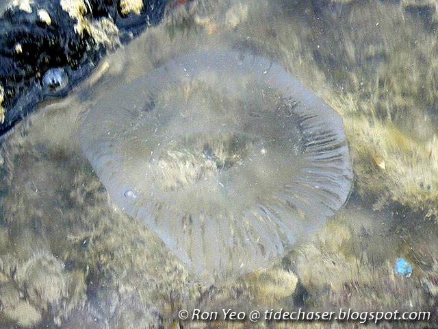 tHE tiDE cHAsER: Hydrozoans (Phylum Cnidaria: Class Hydrozoa) of Singapore