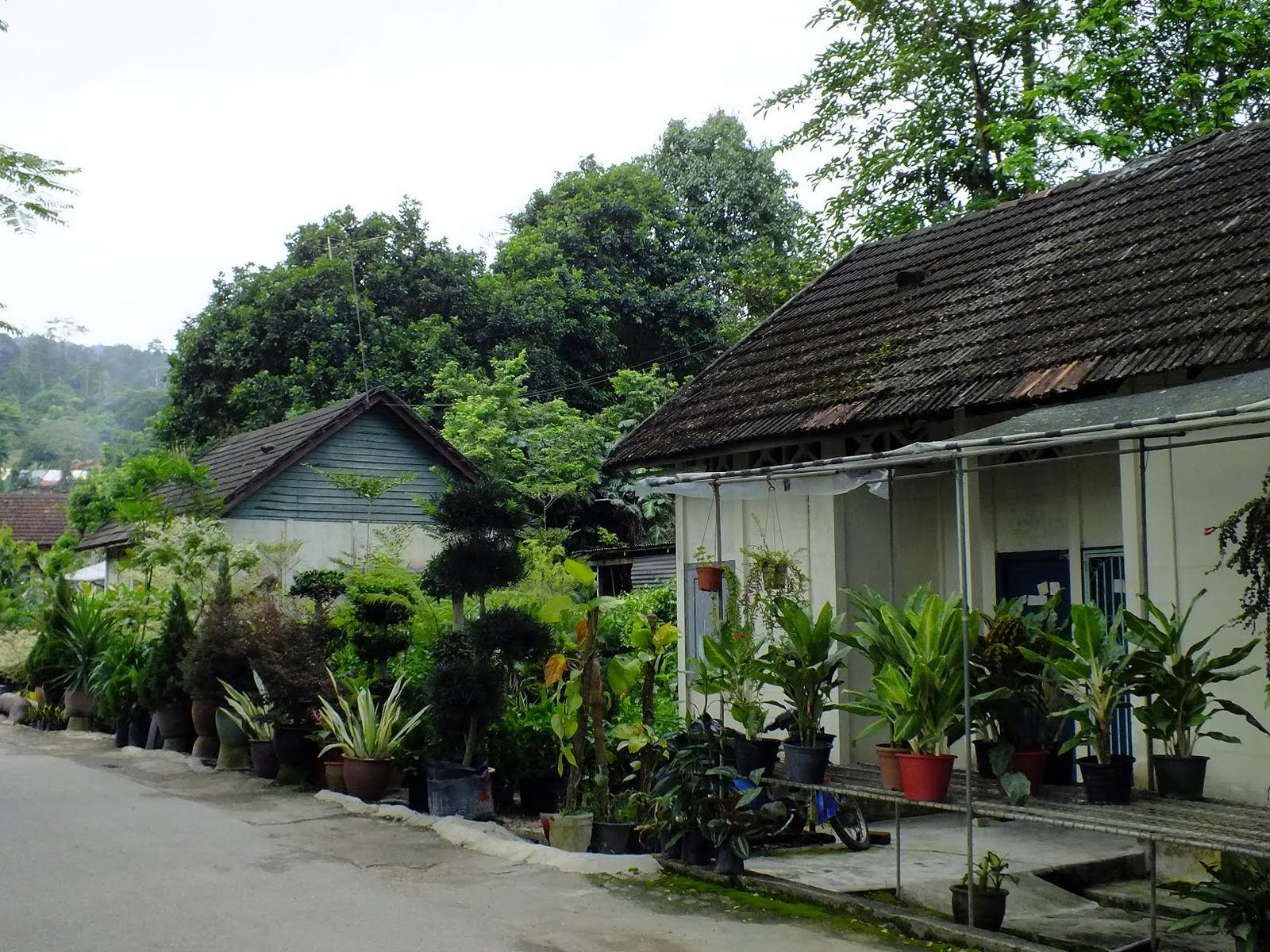 Tropical Gardening: How a leper settlement, Sungei Buloh, became the ...